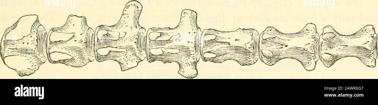 Dorsoventrally flattened hi-res stock photography and images - Alamy