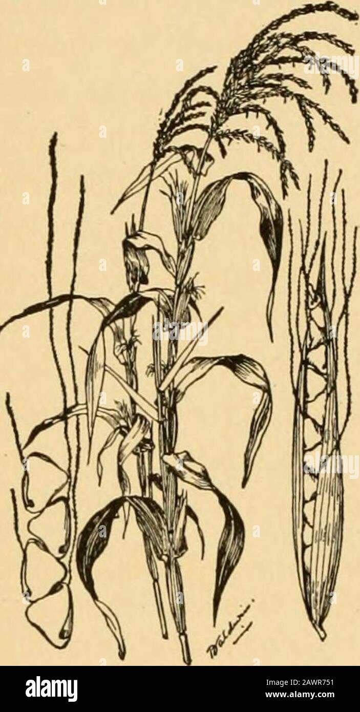 Terminal panicle hi-res stock photography and images - Alamy