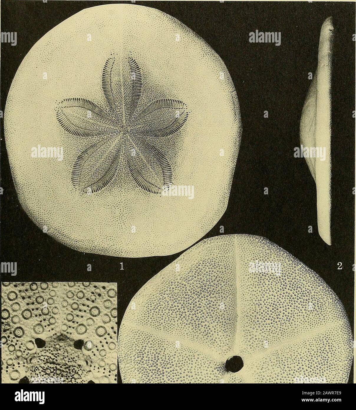 Smithsonian miscellaneous collections . 1-2, CLYPEASTER PROSTRATUS ...