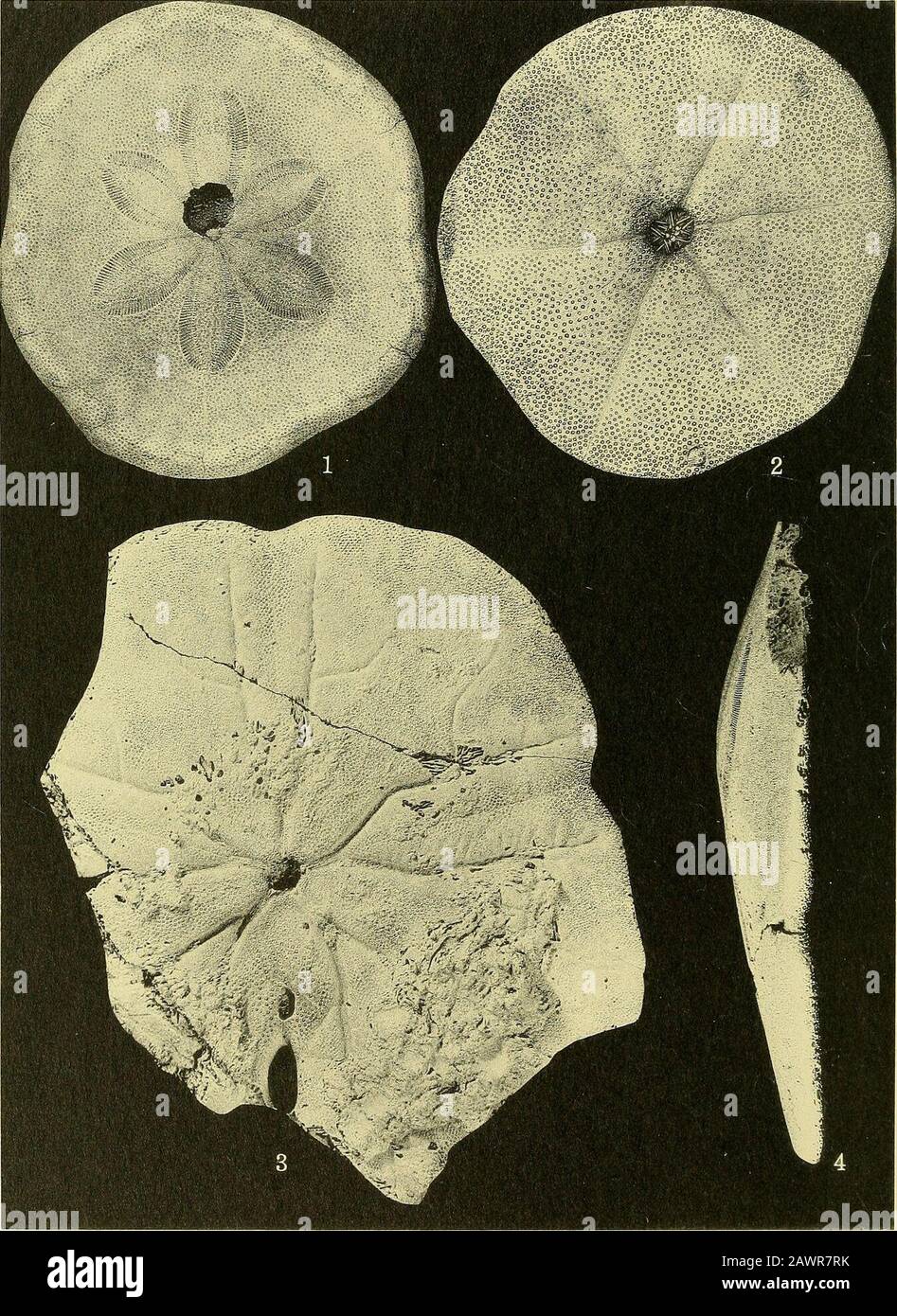 Smithsonian miscellaneous collections . 1. Encope michelini imperforata ...