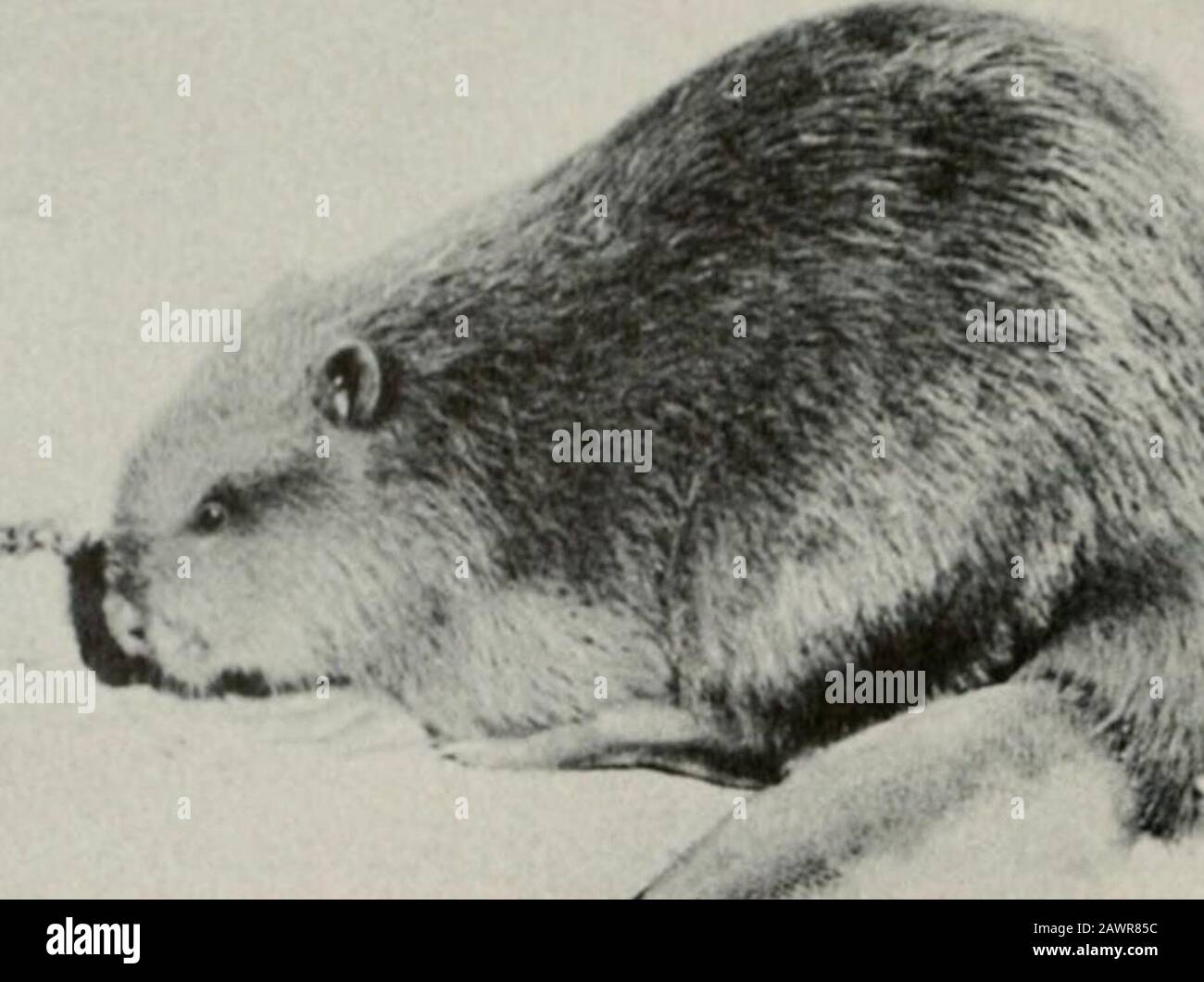 Beaver Weight