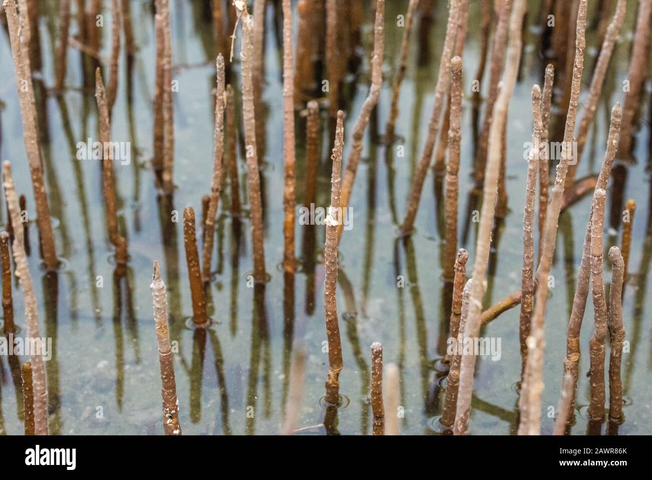 Wooden branches growing in the water Stock Photo - Alamy