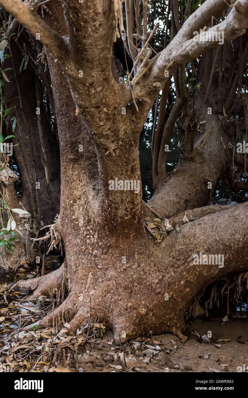 Vertical shot of a tree with its roots in the forest Stock Photo - Alamy