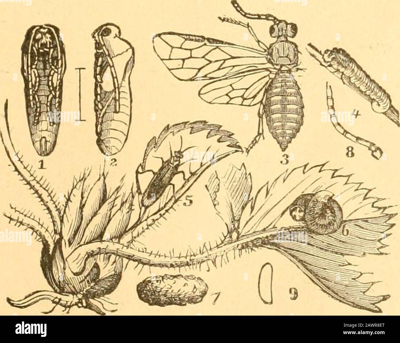 Report of the State Entomologist on the noxious and beneficial insects ...