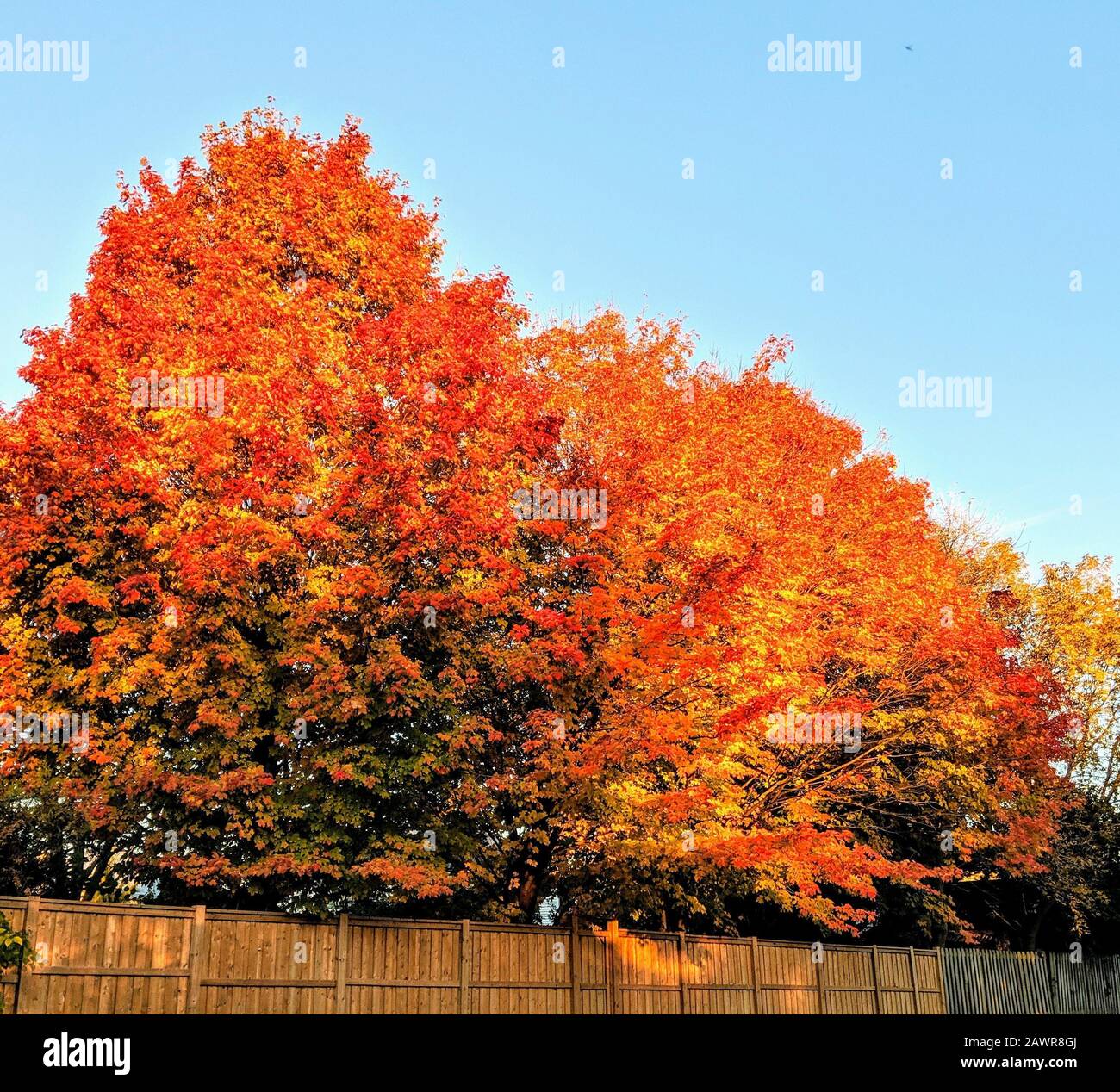 Tree with bright orange leaves during daytime at autumn Stock Photo - Alamy
