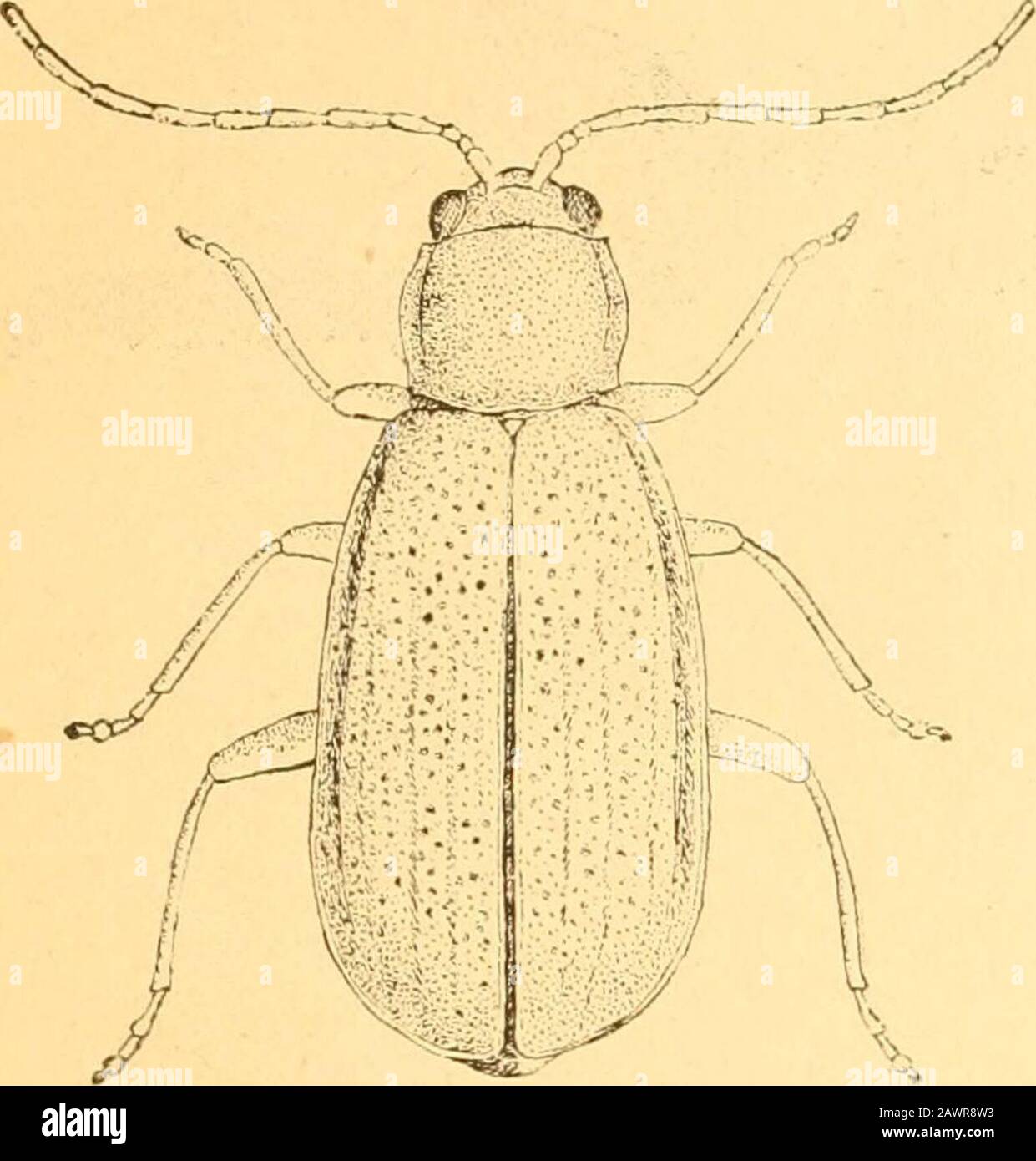 Report of the State Entomologist on the noxious and beneficial insects ...