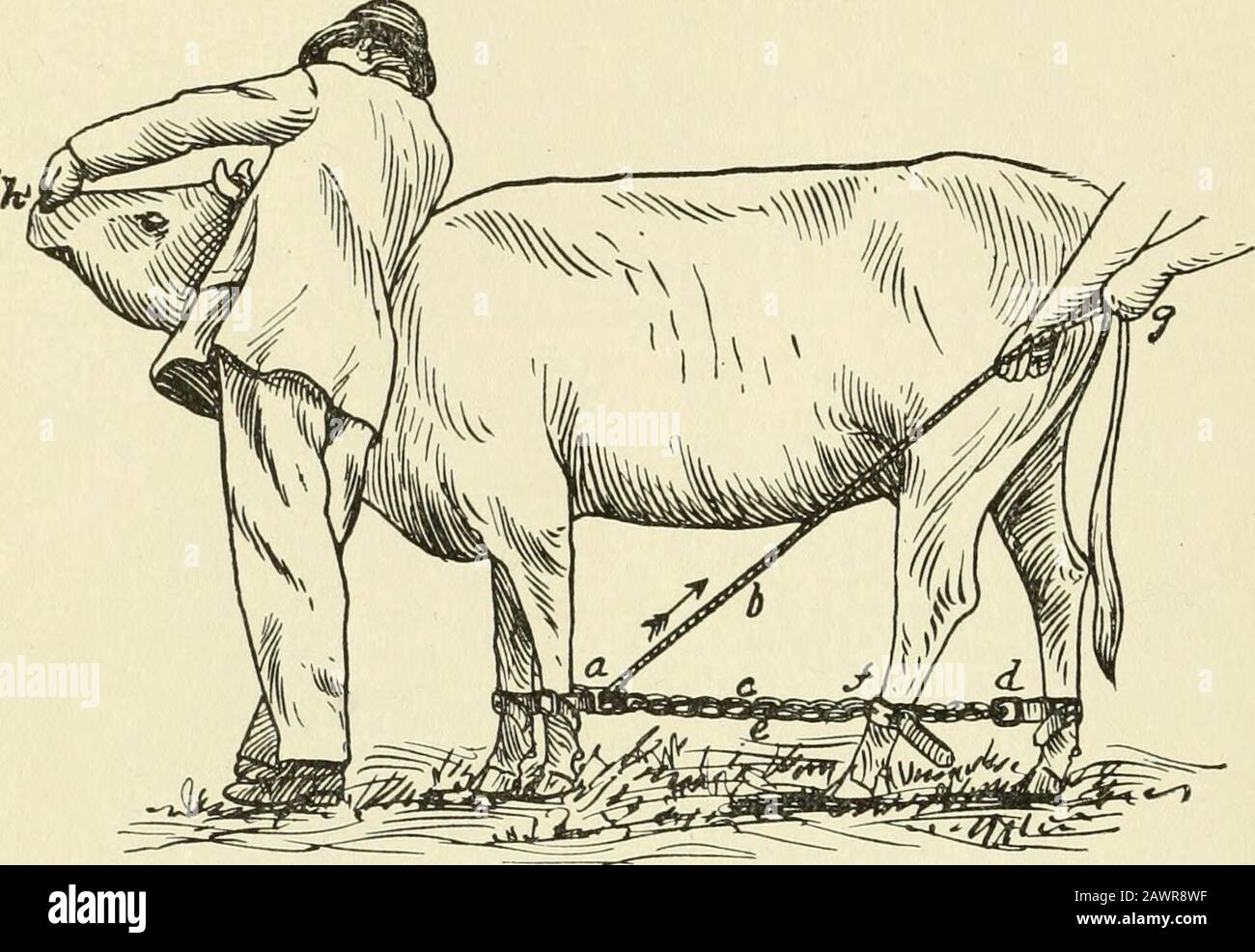 Restraint of domestic animals; a book for the use of students and ...