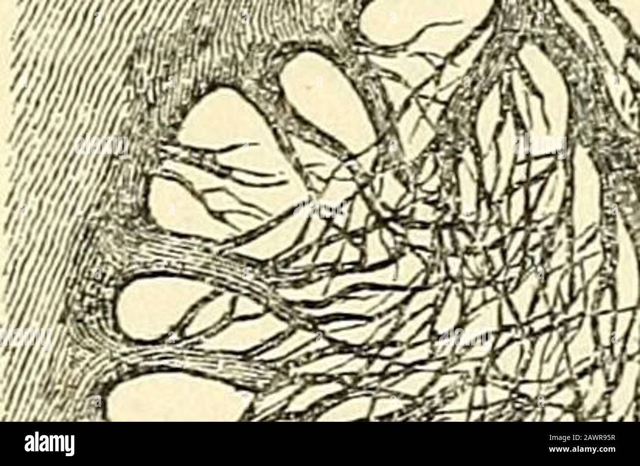 The microscope and its revelations . generally visible on the ex-terior ...