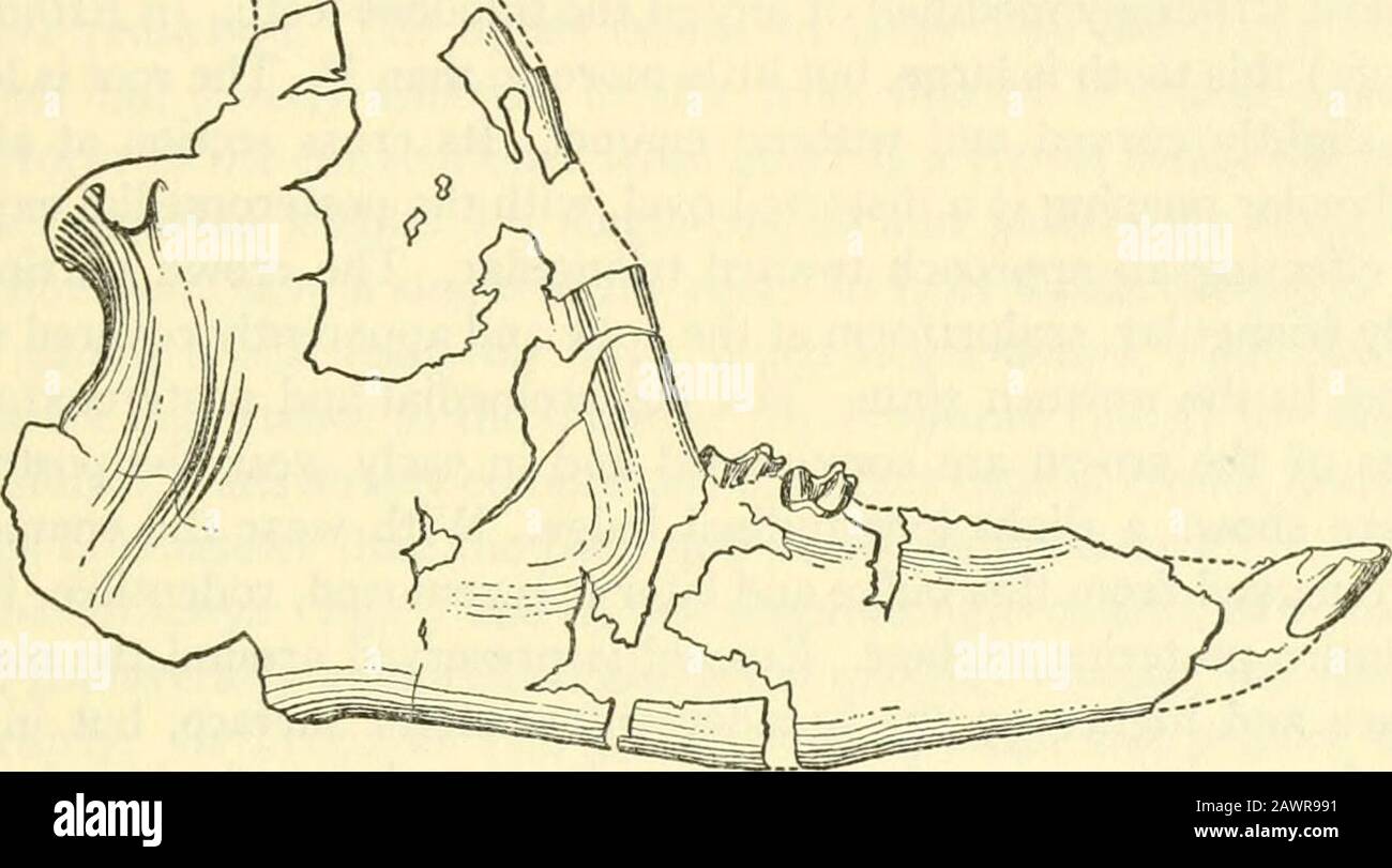 Trogosus hi-res stock photography and images - Alamy