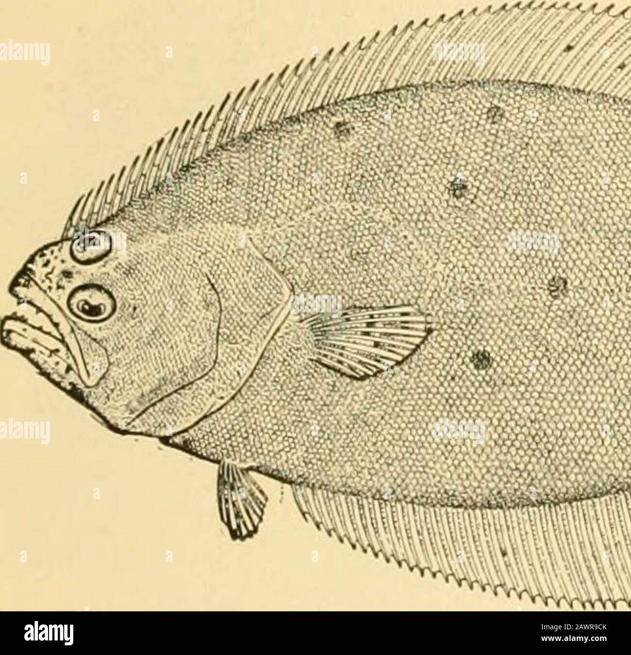Frog flounder hi-res stock photography and images - Alamy