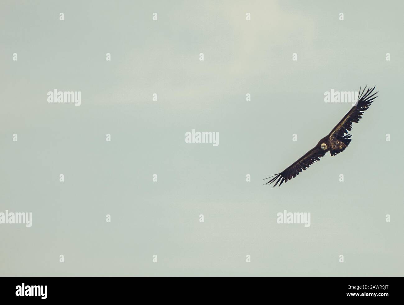 Nepal Condor flying under the clear sky - freedom concept Stock Photo ...