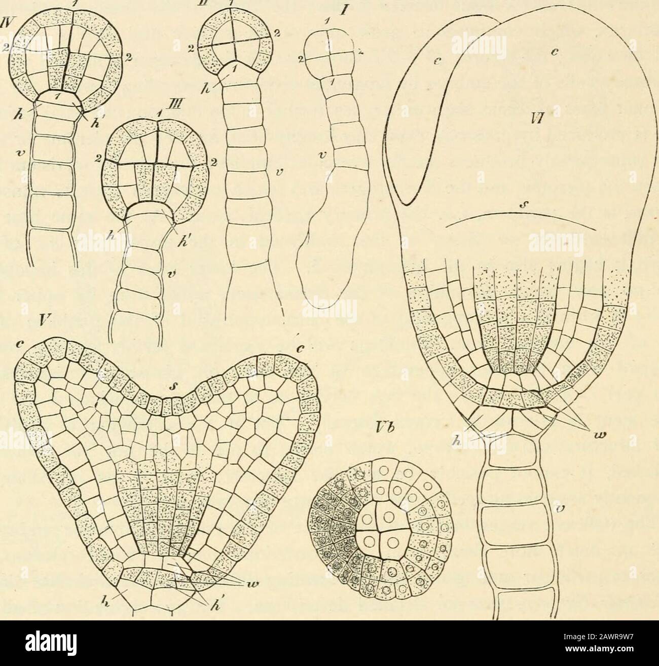 Text-book of botany, morphological and physiological . rowsin all ...