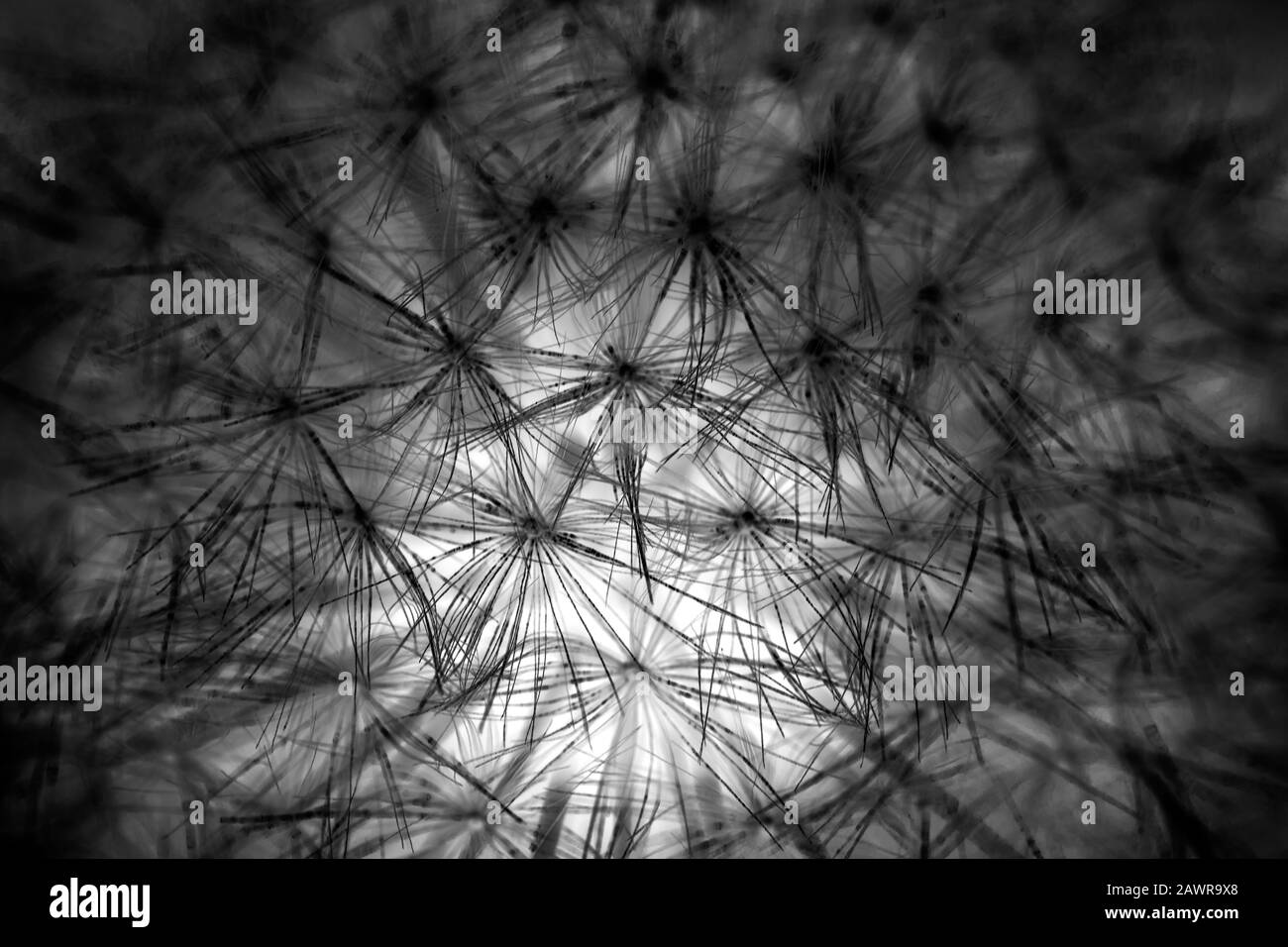 Greyscale closeup shot of a lot of dandelion plants - great for a cool ...