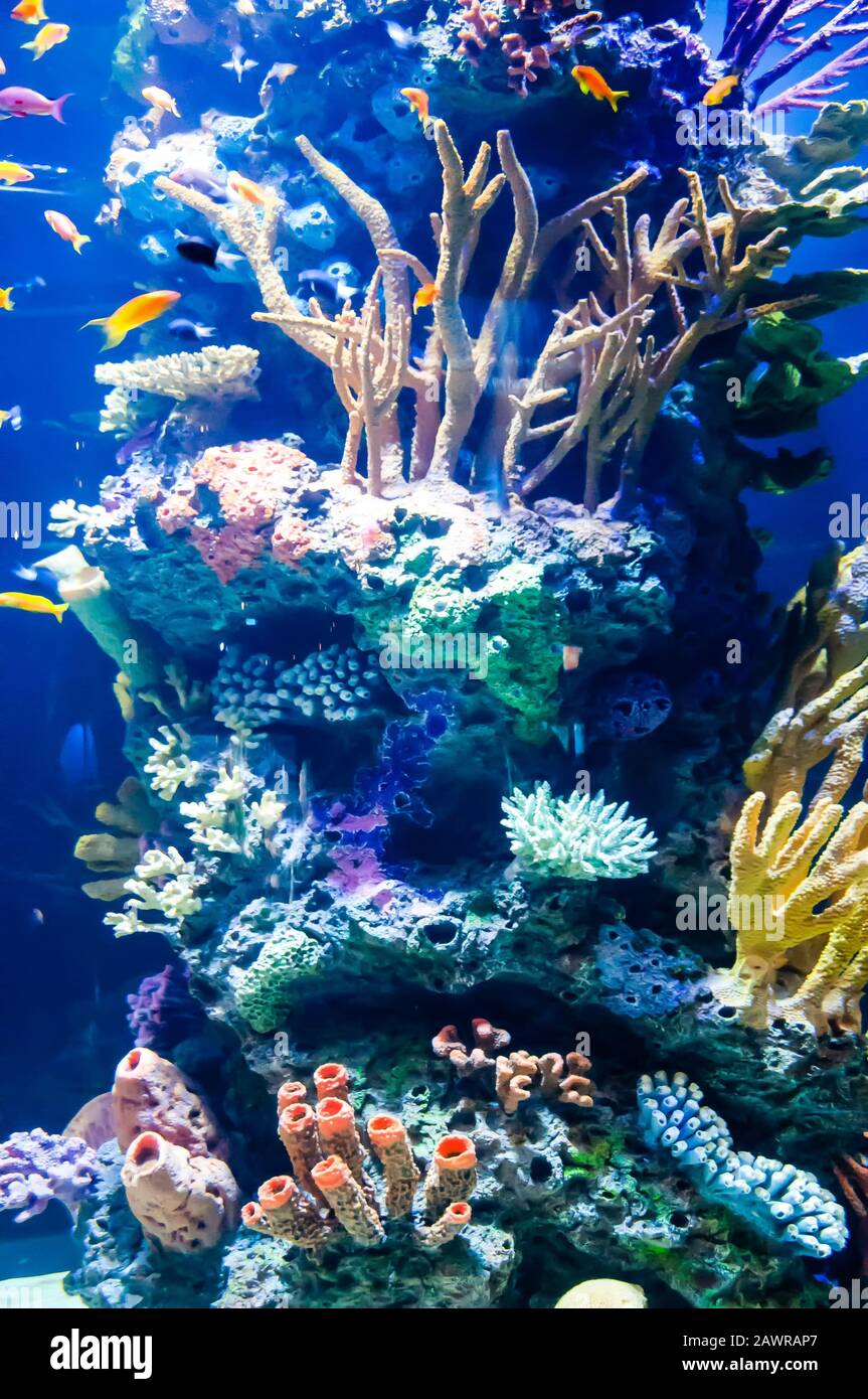 Vertical Reef Fish Reef And Shore Fishes Of The South Pacific: New