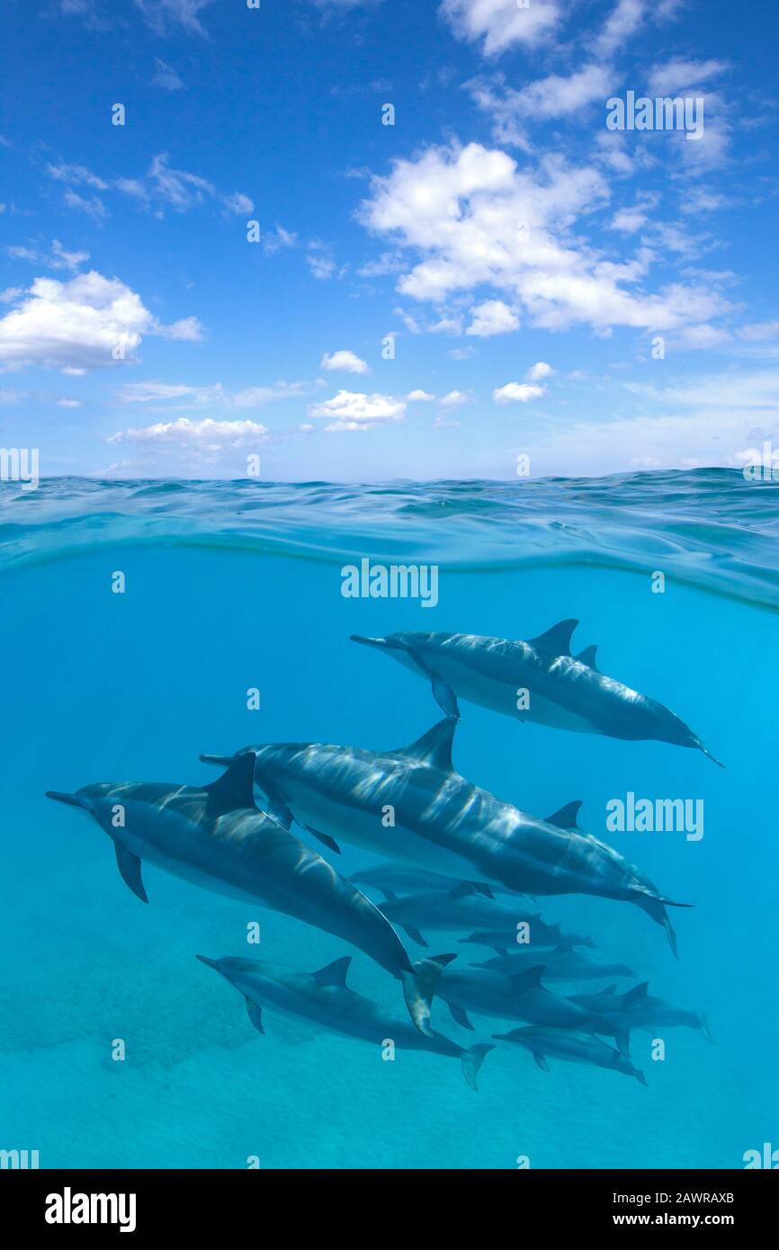 A pod of Spinner dolphins with clouds, Makena, Maui, Hawaii Stock Photo ...