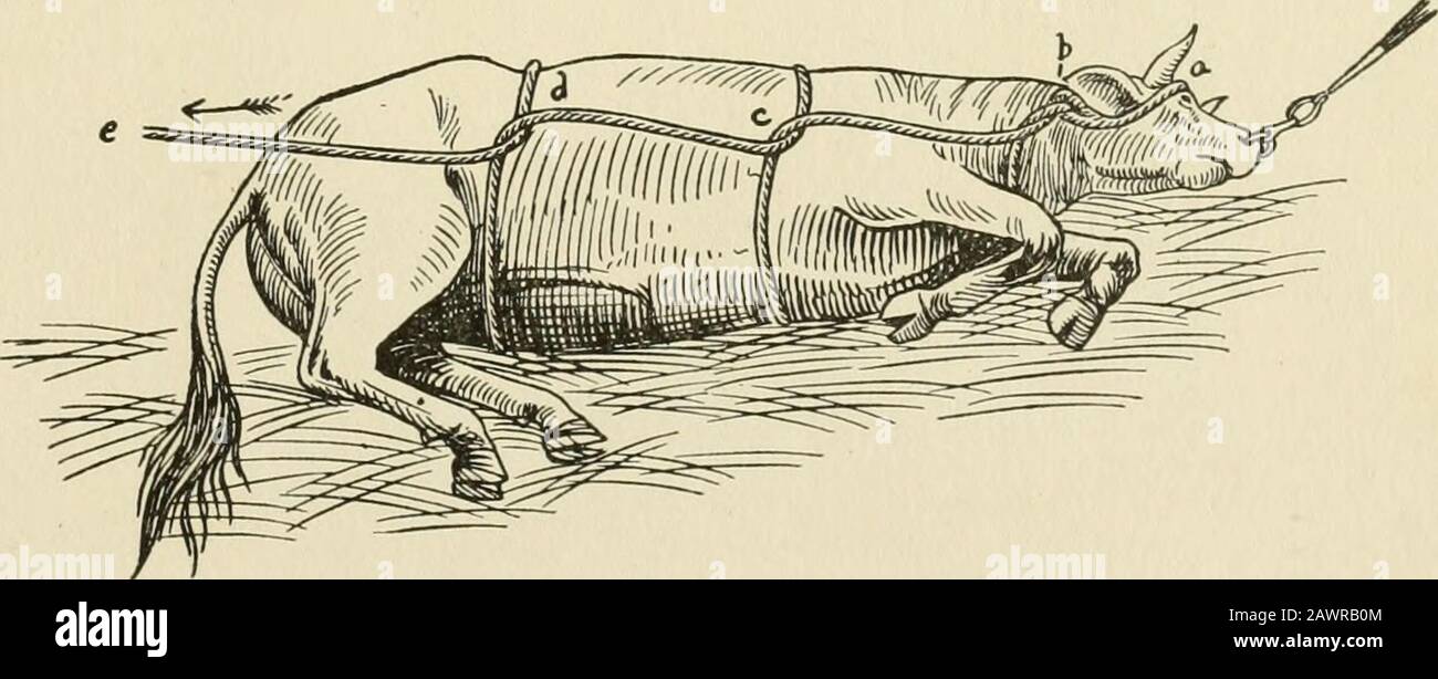 Restraint of domestic animals; a book for the use of students and ...