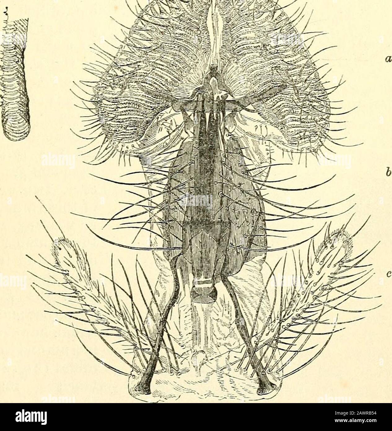Jaws mandibles coleoptera hi-res stock photography and images - Alamy