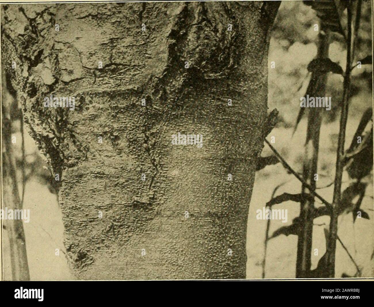 Girdling trees hi-res stock photography and images - Alamy