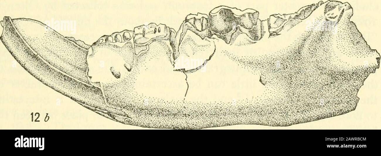 Smithsonian miscellaneous collections . Fig. 12.—Trogosus castoridens ...