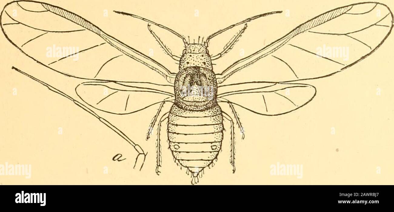 Report of the State Entomologist on the noxious and beneficial insects ...