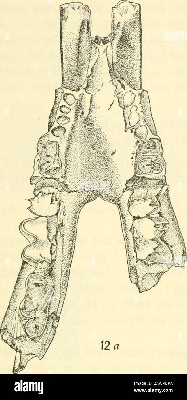 Trigonid High Resolution Stock Photography and Images - Alamy