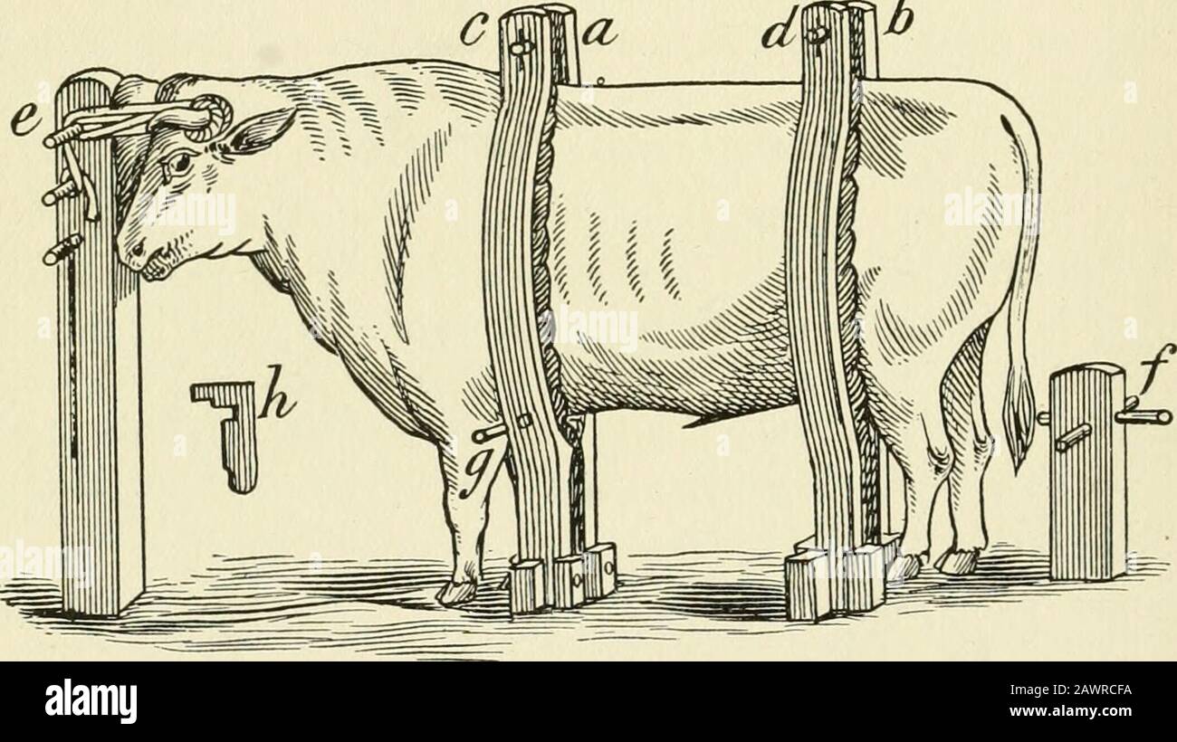 Restraint of domestic animals; a book for the use of students and ...