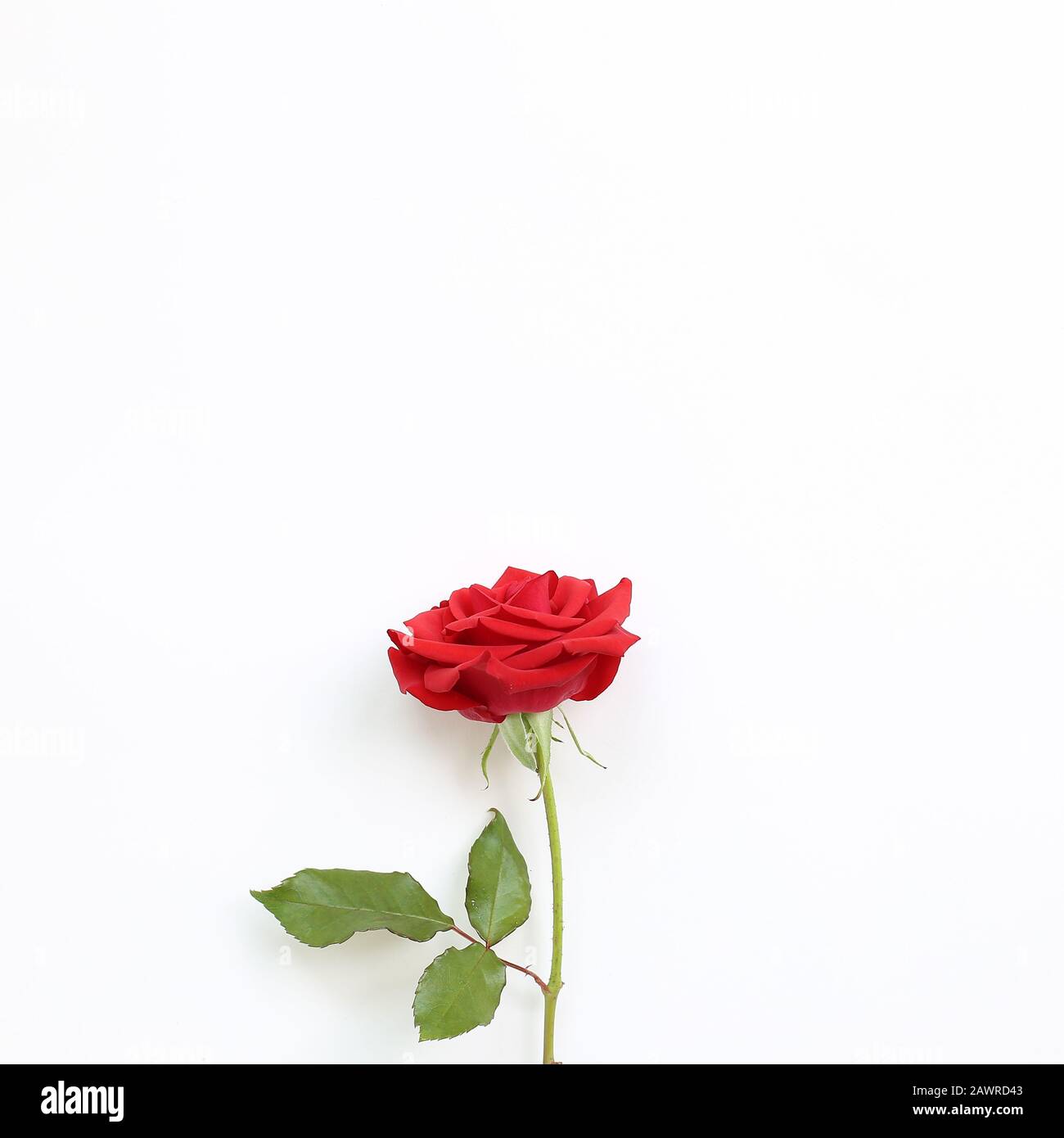 Red rose flower on white background. Floral composition, flat lay, top ...
