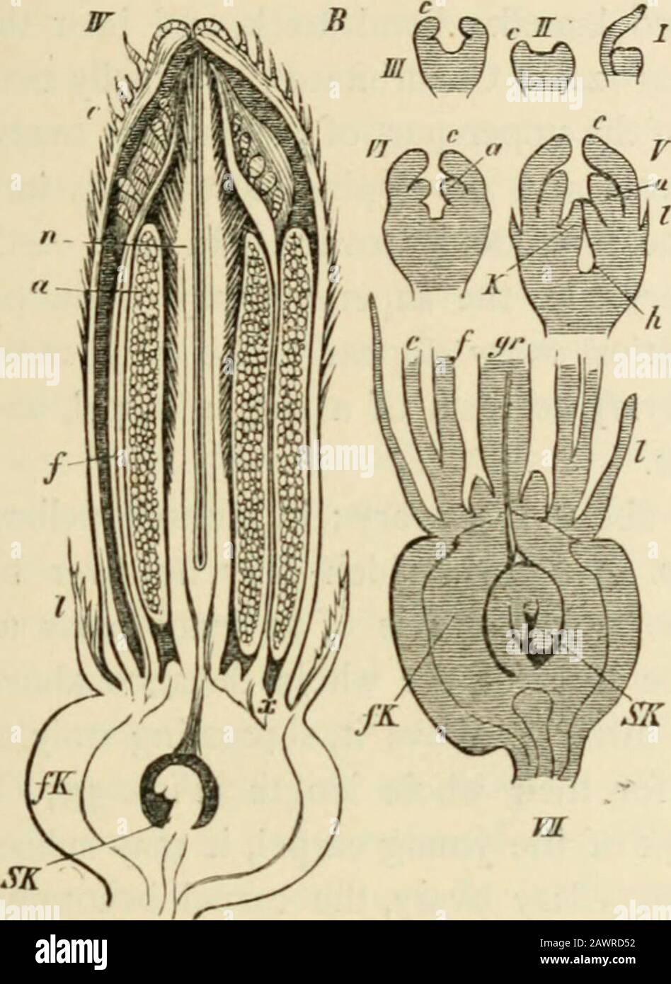 Text-book of botany, morphological and physiological . h springs from ...