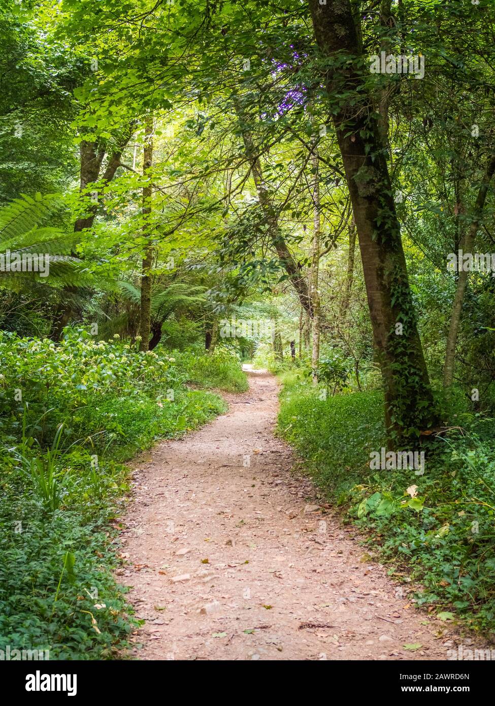 Path under a canopy of forest trees surrounded by grasses and trees in ...
