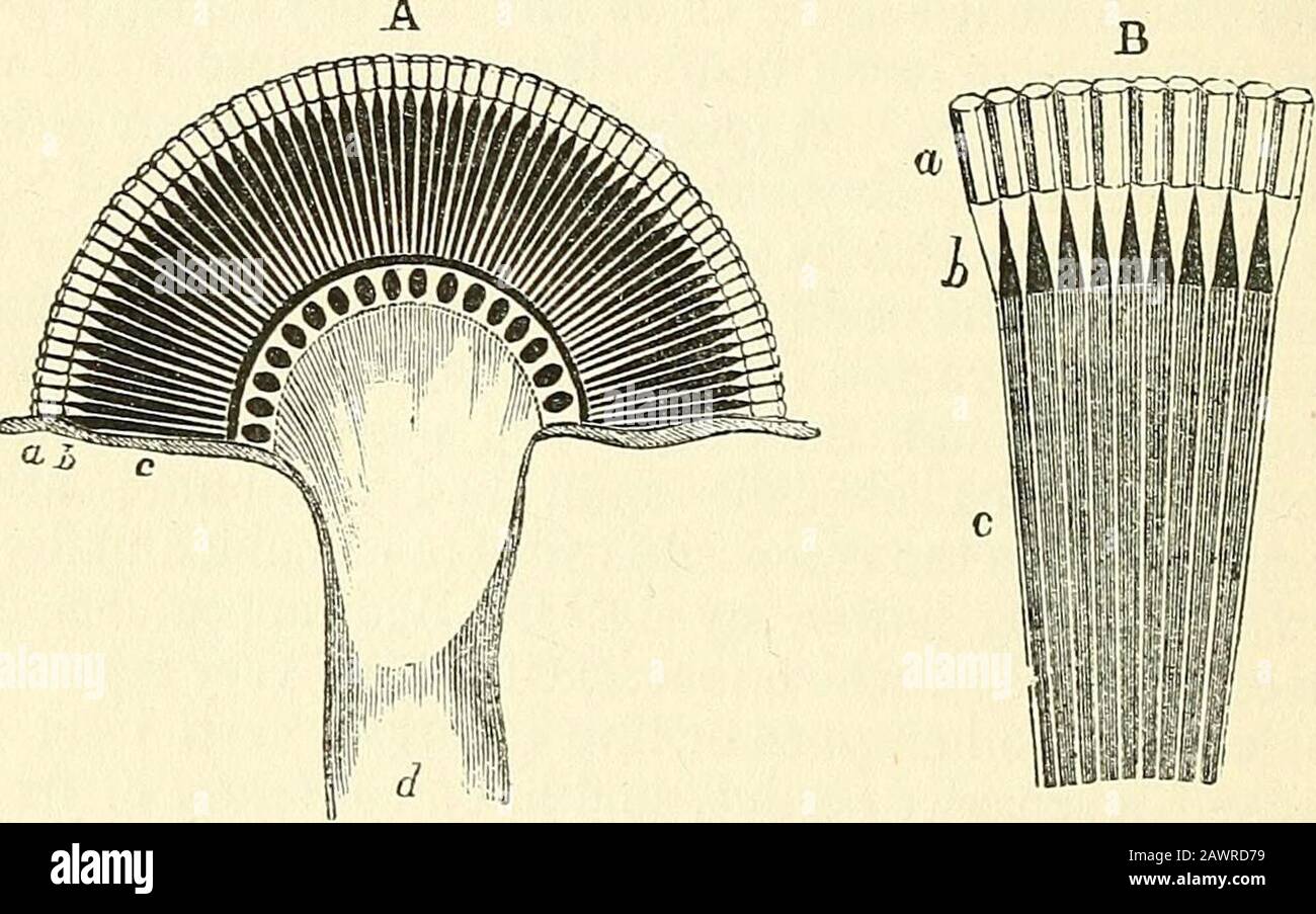 Antennae ocelli eye hi-res stock photography and images - Alamy