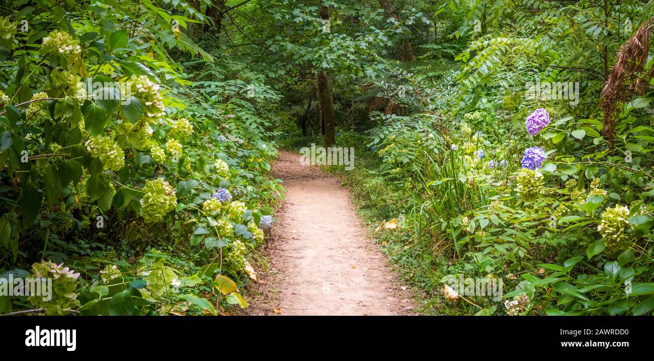 Path under a canopy of forest trees surrounded by grasses, hydrangea ...