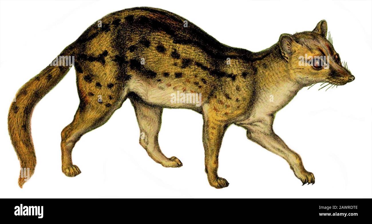 Fossa fossana (white background Stock Photo - Alamy