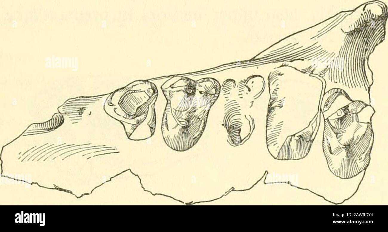 Smithsonian miscellaneous collections . f styles and cingula of the ...