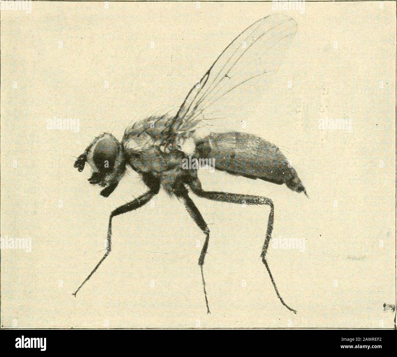 Insect pests of farm, garden and orchard . ge root inlo.st(>(l witli ...