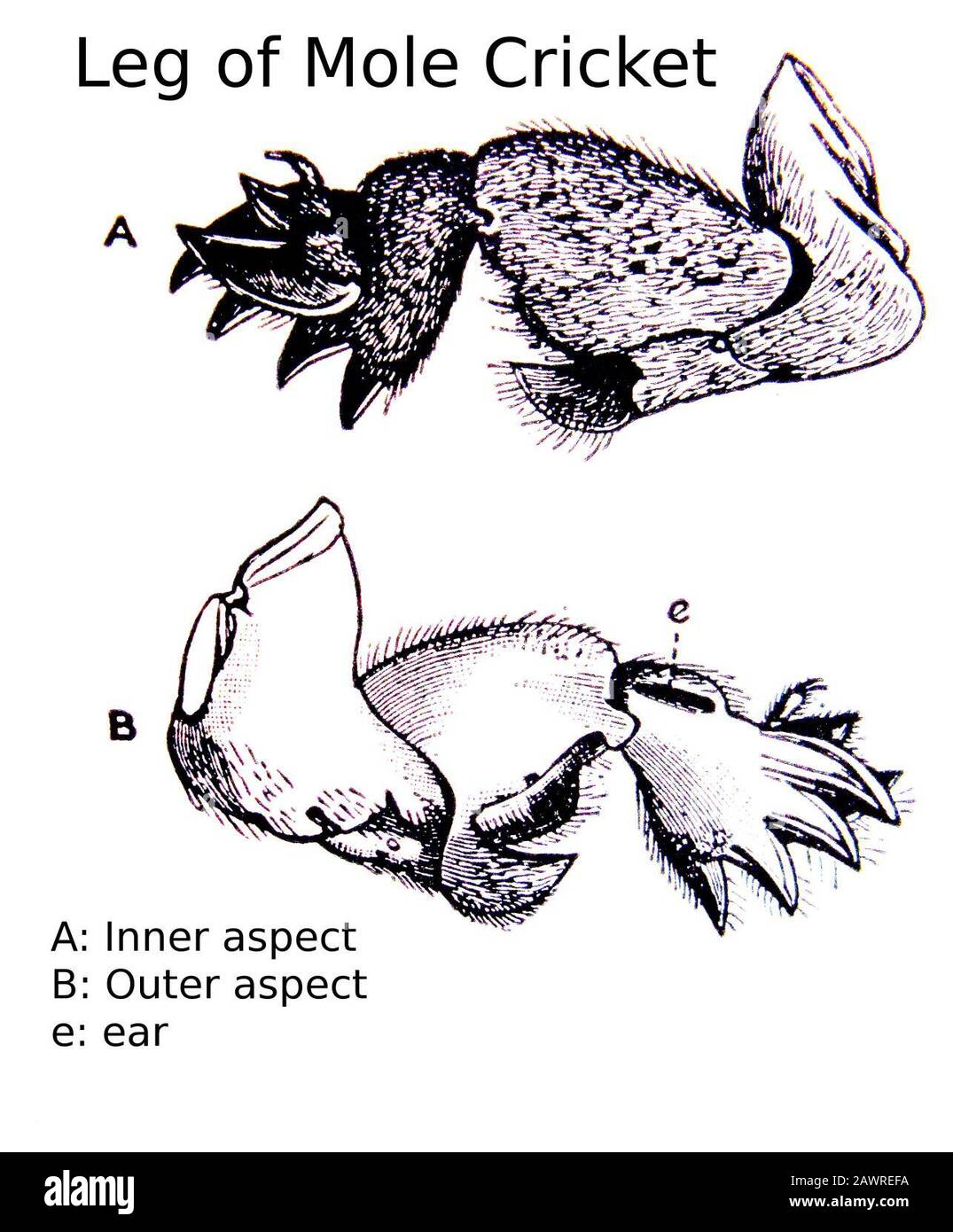 Fossorial front leg of Mole Cricket Stock Photo - Alamy