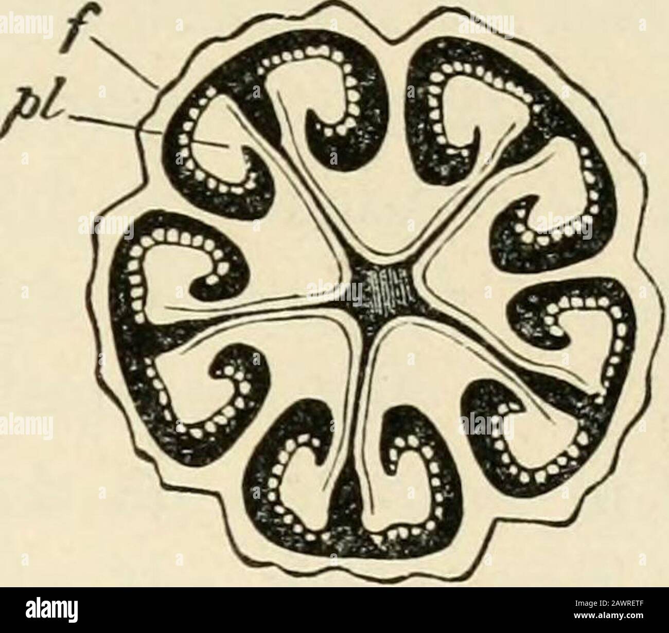 Text-book of botany, morphological and physiological . Z?. Fig. jsC ...