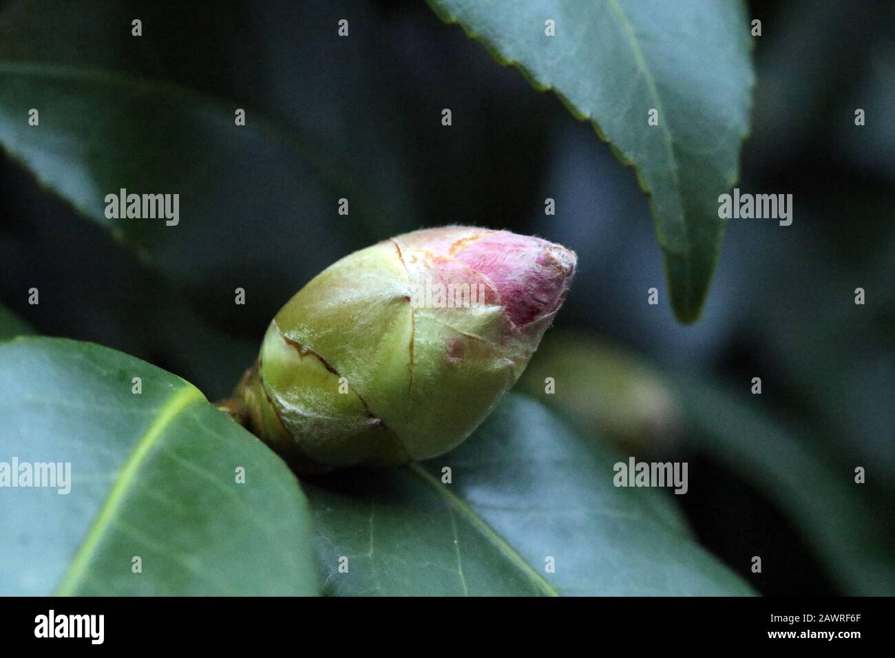 Nearly in leaf hi-res stock photography and images - Alamy