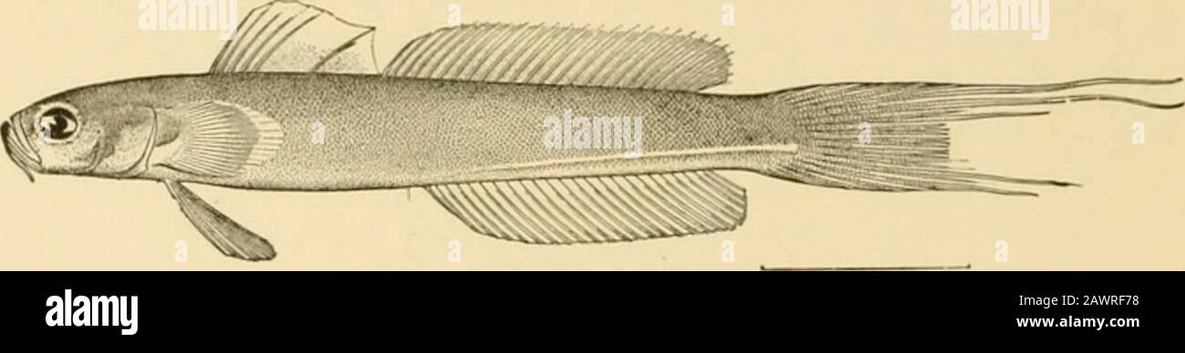 Dormitator maculatus hi-res stock photography and images - Alamy
