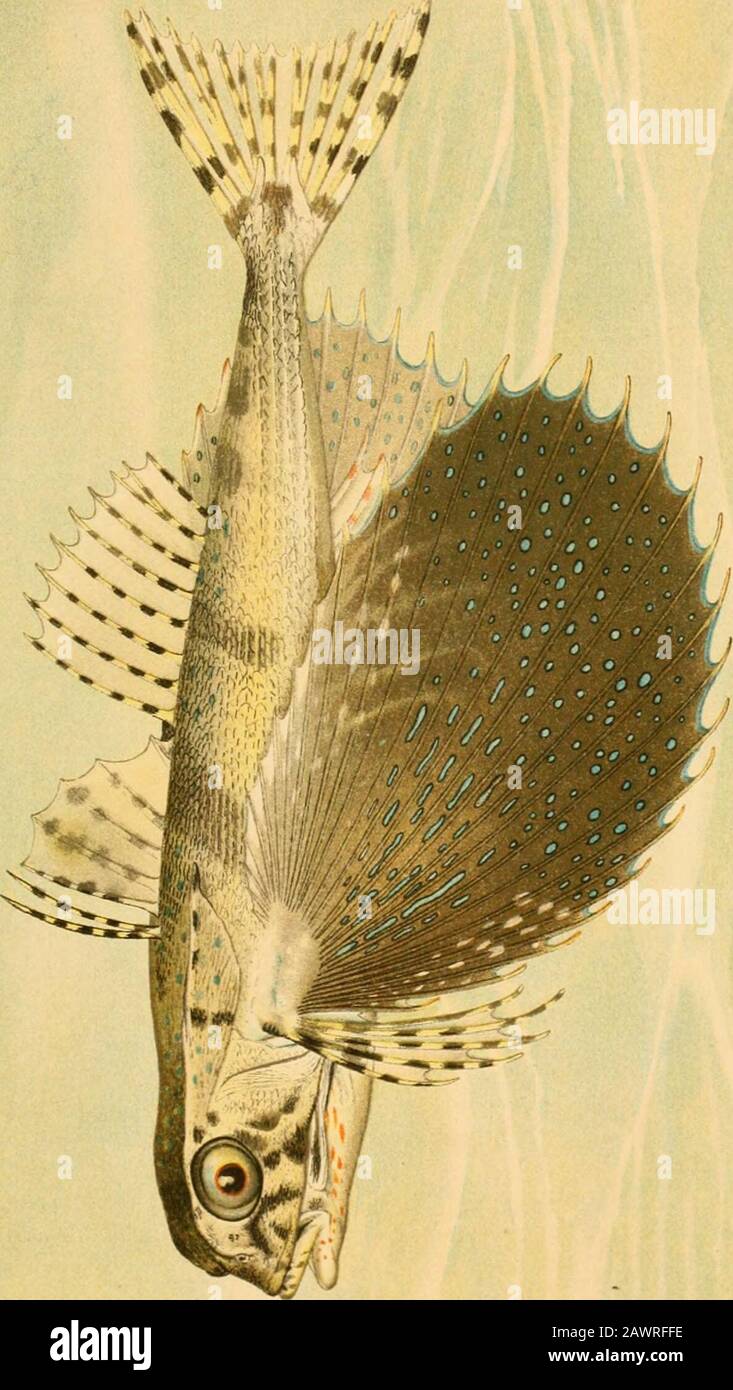 Peristedion hi-res stock photography and images - Alamy