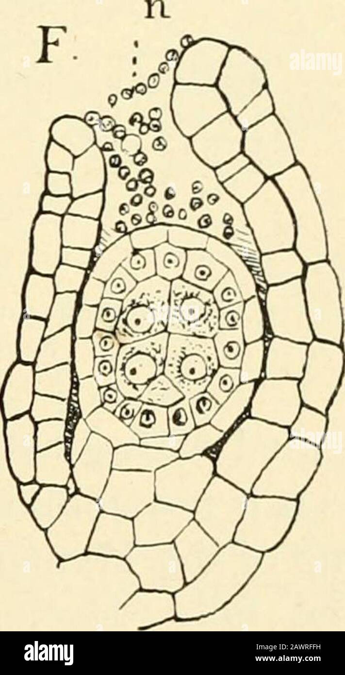 The structure & development of the mosses and ferns (Archegoniatae ...