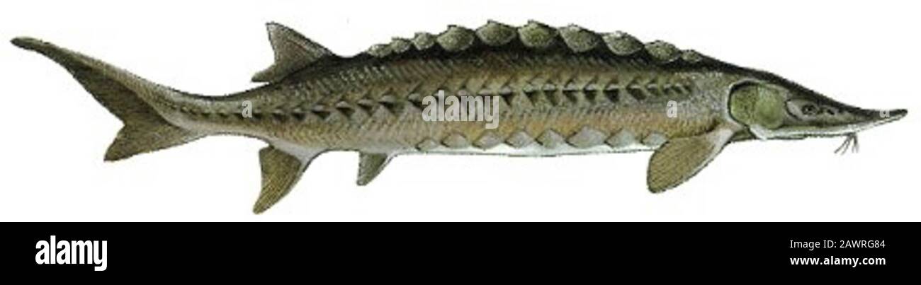 Acipenser Cut Out Stock Images & Pictures - Alamy
