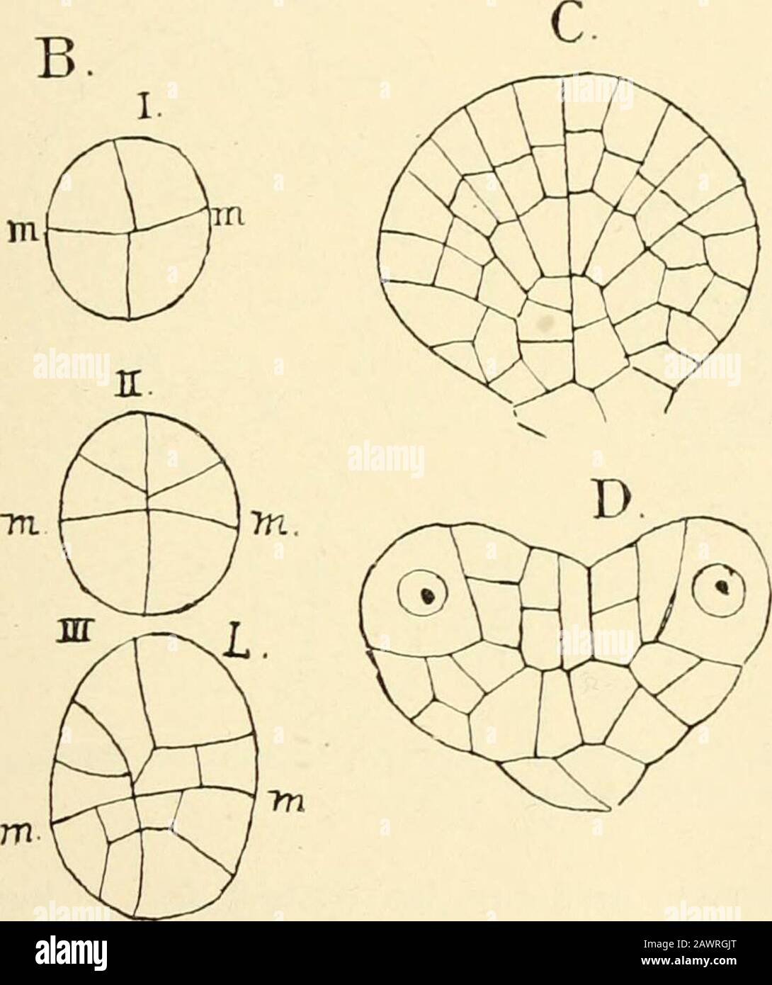 The structure & development of the mosses and ferns (Archegoniatae ...