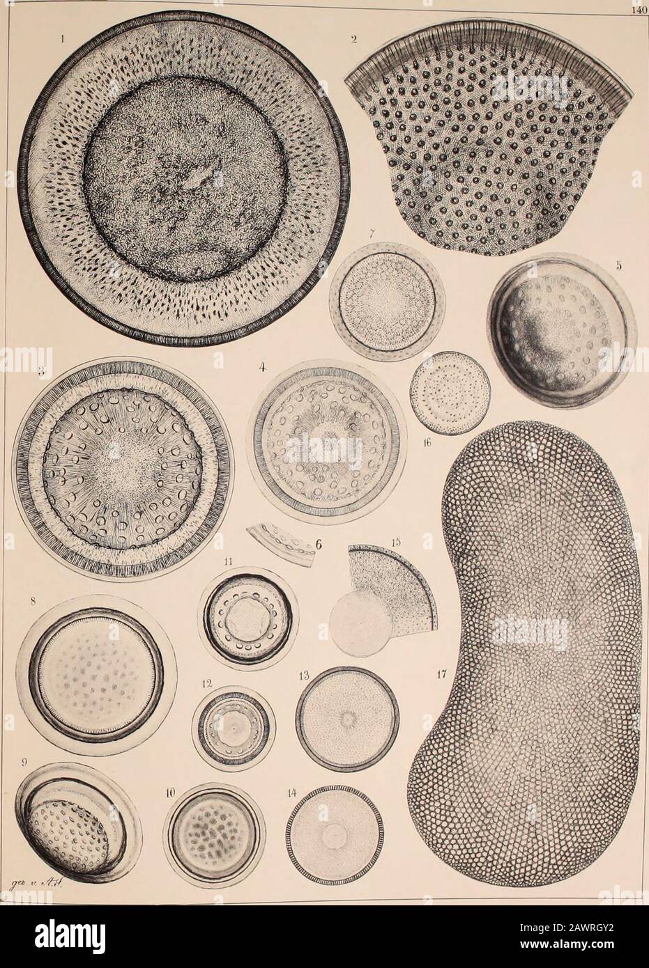 Hyalodiscus sp hi-res stock photography and images - Alamy