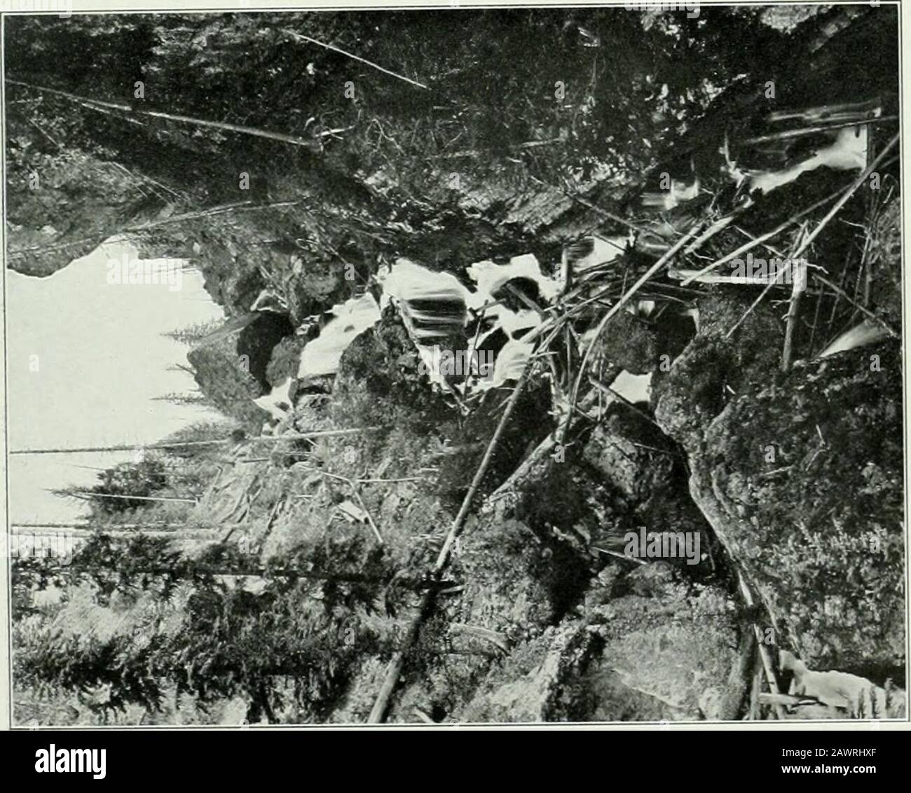 Oso canada hi-res stock photography and images - Alamy