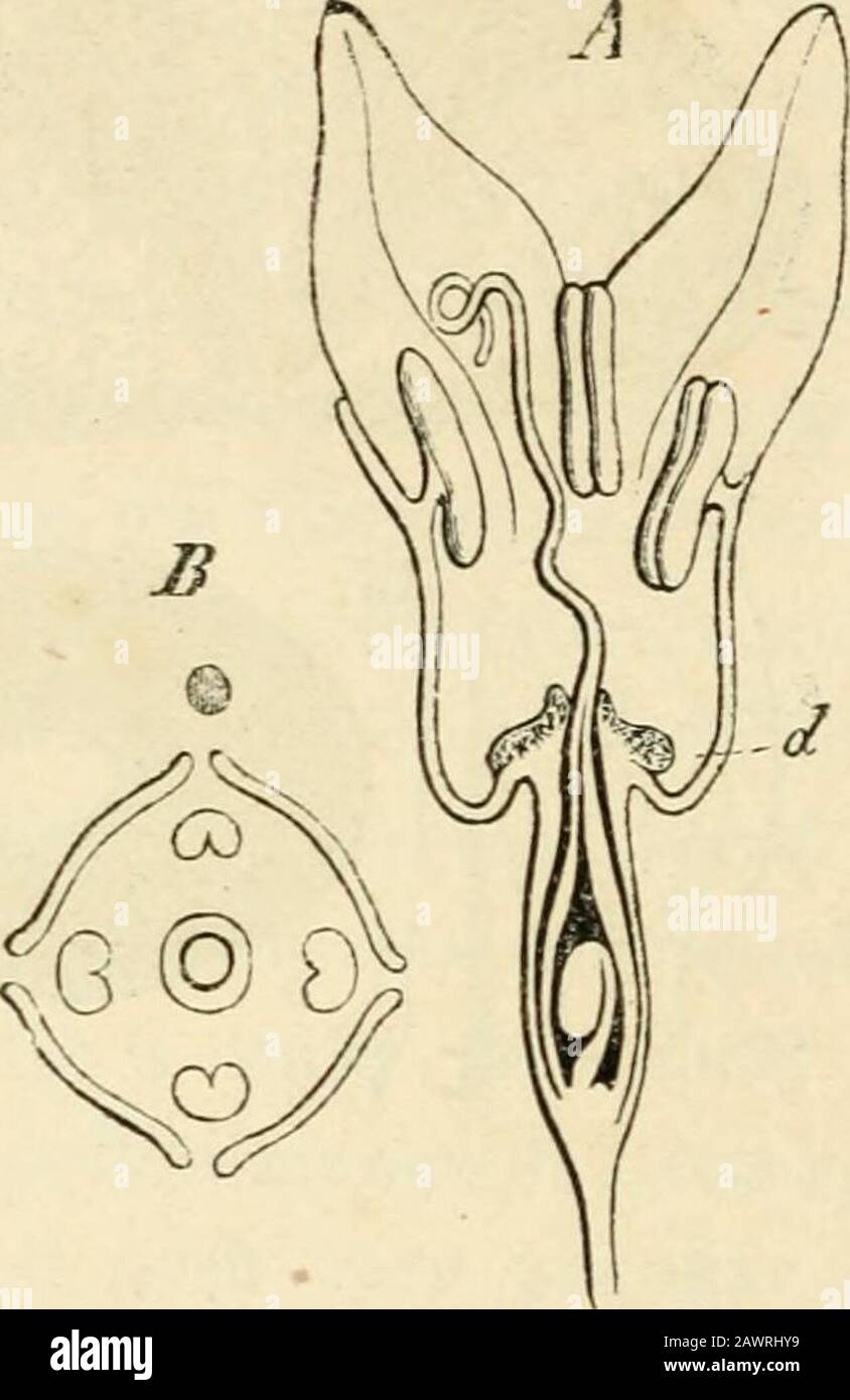 Inferior ovary hi-res stock photography and images - Alamy
