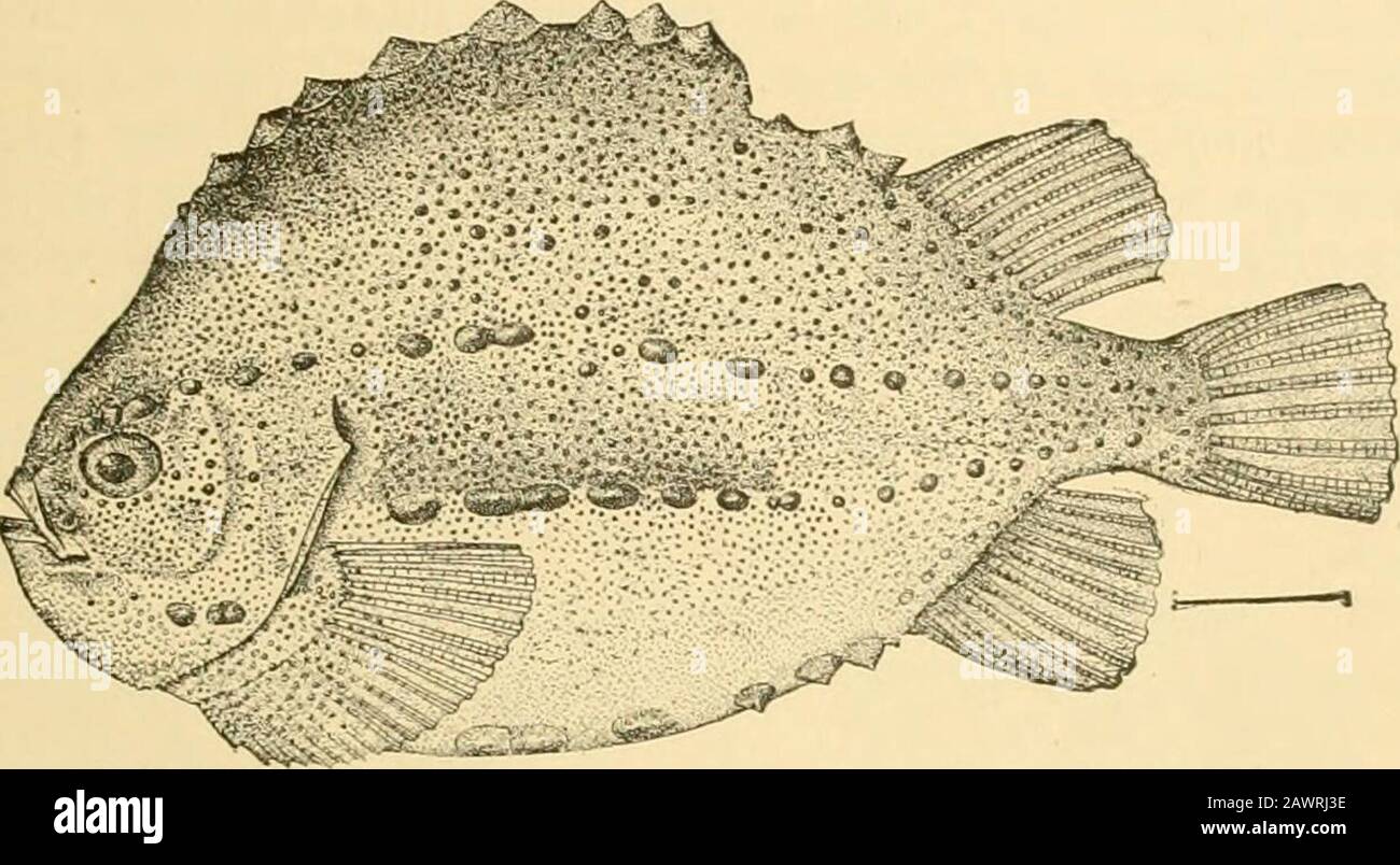 Fishes . Lump-suckers: Cyclopteridae. — The lump-suckers, Cyciop ...