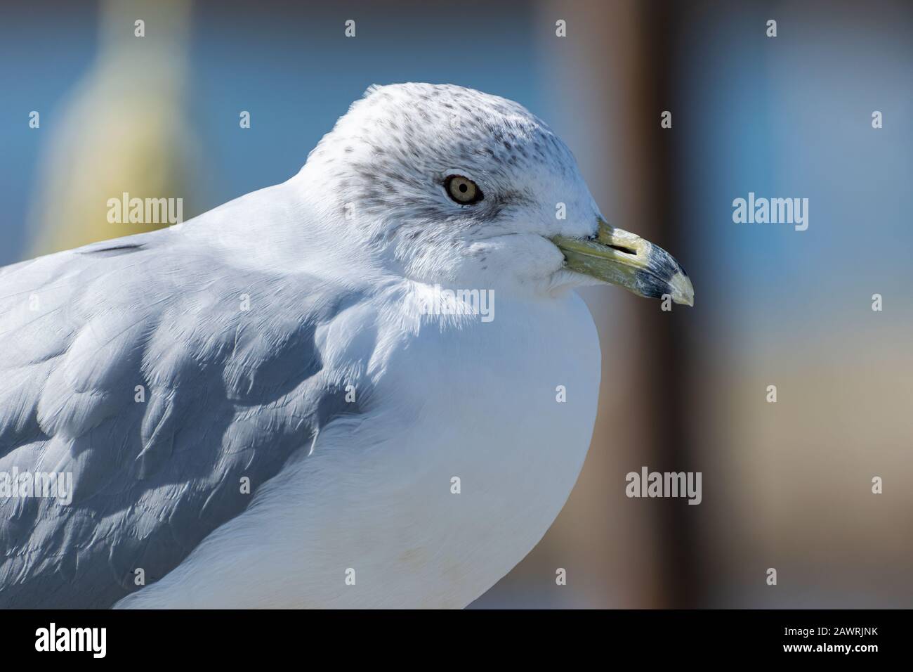 Serious Bird High Resolution Stock Photography and Images - Alamy