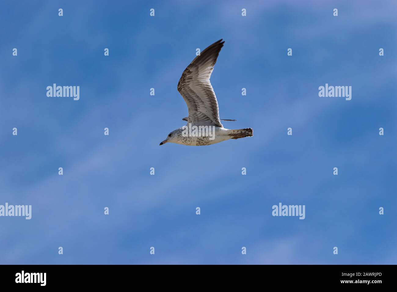 A beautiful brown and white Ring Billed Gull flapping its wings as it ...