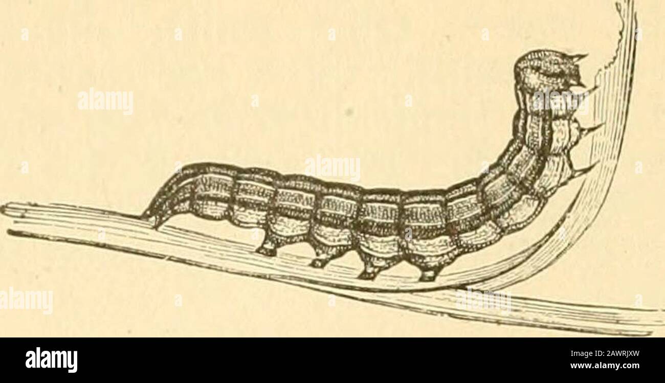 Haw moth hi-res stock photography and images - Alamy