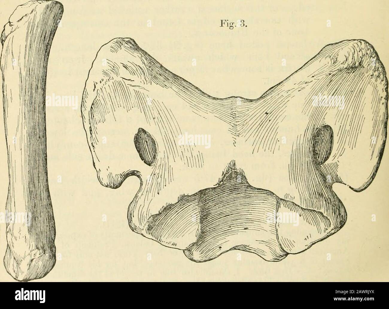 The annals and magazine of natural history : zoology, botany, and ...